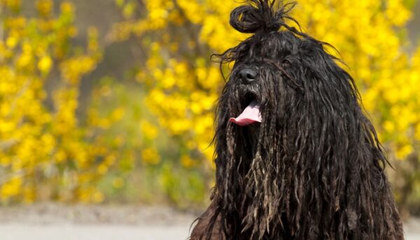 30 Healthiest Dog Breeds with Long Lifespans - Top Dog Tips