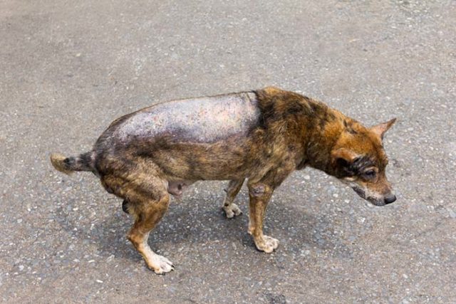 Blistering Disorder in Dogs Can Now Be Prevented – Top Dog Tips