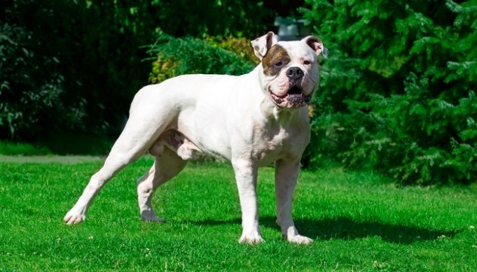 20 Dog Breeds With Strongest Bite Force (Updated 2025)