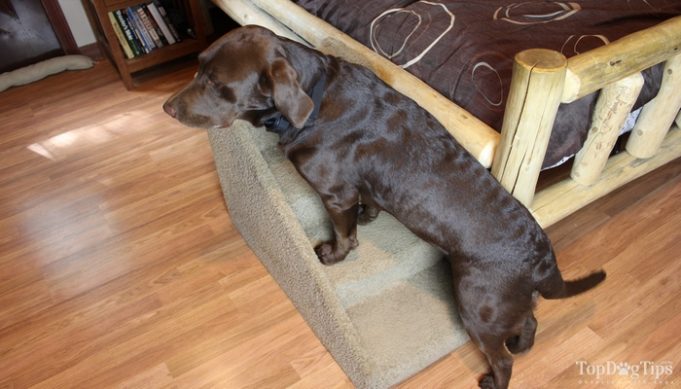 Buyer's Guide: How to Pick the Perfect Dog Steps for Your Dogs (Video)