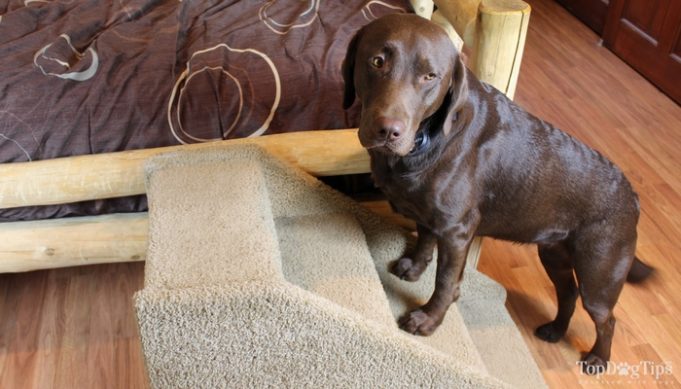 Buyer's Guide: How to Pick the Perfect Dog Steps for Your Dogs (Video)