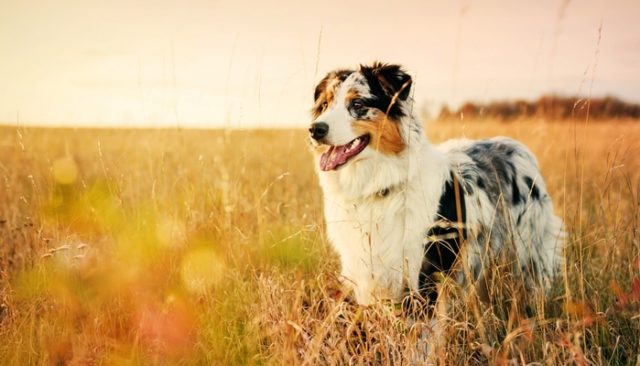 35 Most Beautiful Dog Breeds in the World – Top Dog Tips