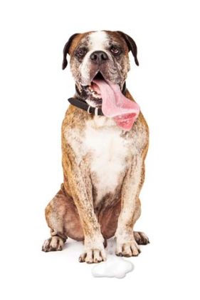 5 Best Car Cooling Fans for Dogs – Top Dog Tips