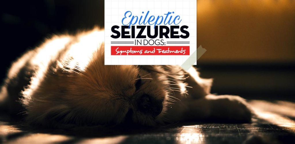 Epileptic Seizures in Dogs: Symptoms and Treatments