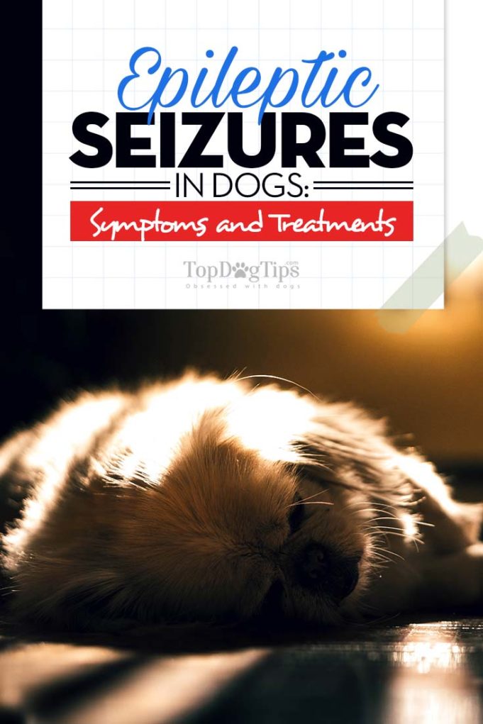 Epileptic Seizures in Dogs: Symptoms and Treatments
