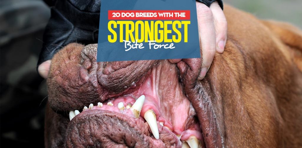 20 Dog Breeds With Strongest Bite Force (Updated 2025)