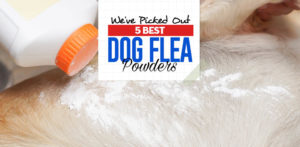 The Best Dog Flea Powder Brands (Applying to Dogs or Home)