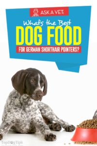 Best Dog Food for German Shorthair Pointers (Vet-Recommended)