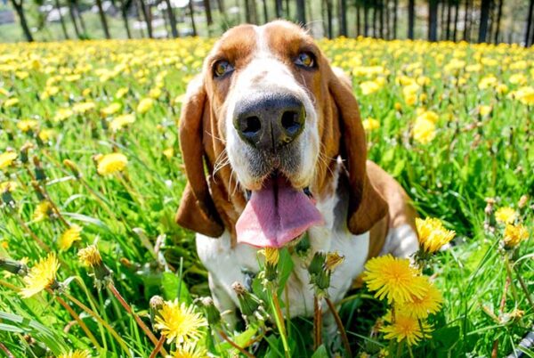 20 Most Talkative Dog Breeds That Bark the Most