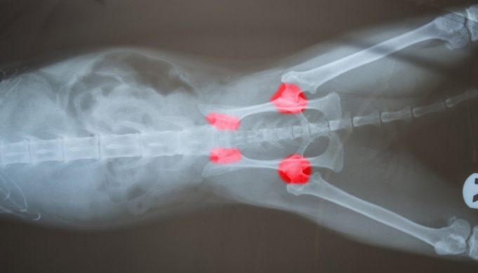 20 Dog Breeds Most at Risk for Hip Dysplasia (and what to do about it)