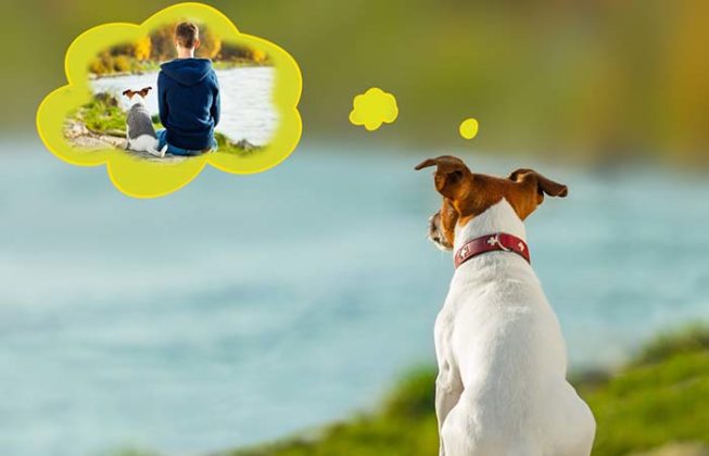 Studies Show That Dogs Remember Things You’ve Done – Top Dog Tips
