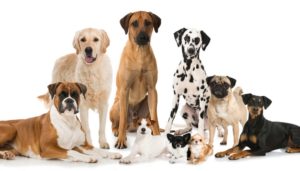 Health of Purebred Dogs vs. Mutts: Which Dogs Are Healthier?