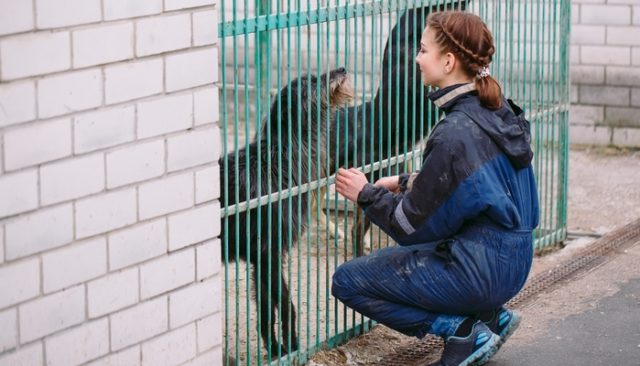 10 Reasons You Should Probably NOT Adopt a Rescue Dog