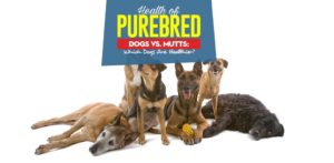 Health of Purebred Dogs vs. Mutts: Which Dogs Are Healthier?