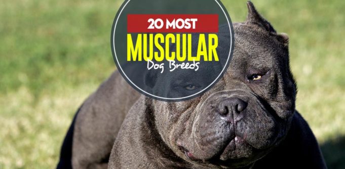 Muscle Power: 20+ Most Muscular Dog Breeds — Top Dog Tips