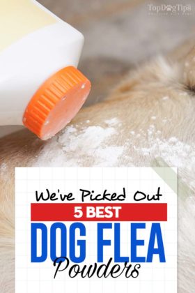 The Best Dog Flea Powder Brands (Applying to Dogs or Home)