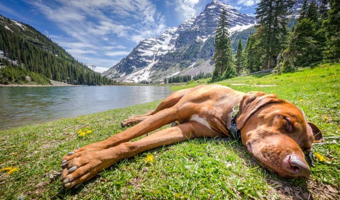 35 Unique Summer Adventures to Have with Your Dog Right Now