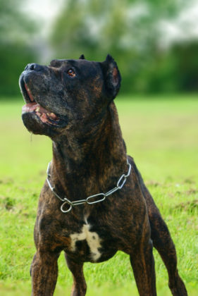 Muscle Power: 20+ Most Muscular Dog Breeds — Top Dog Tips