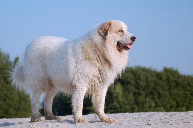20 Strongest Dog Breeds In the World