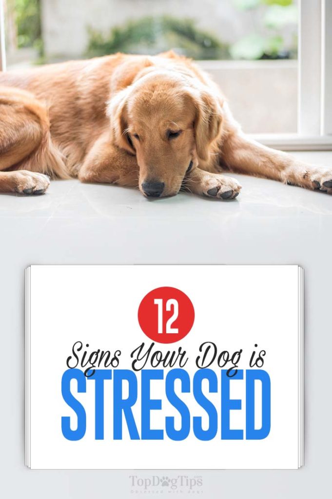 12 Signs Your Dog Is Stressed and How to Fix It (Based on Science)