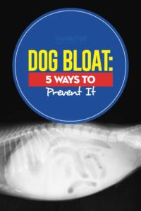 Dog Bloat: 5 Ways to Prevent Deadly Bloating in Dogs