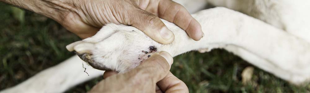 Dog Paw Care: 7 Ways to Keep Your Dog's Paw Pads Healthy and Safe
