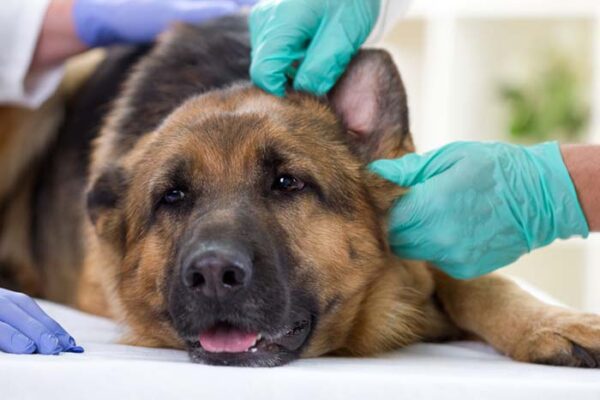 How Selective Breeding in German Shepherds Leads to Bad Health – Top ...