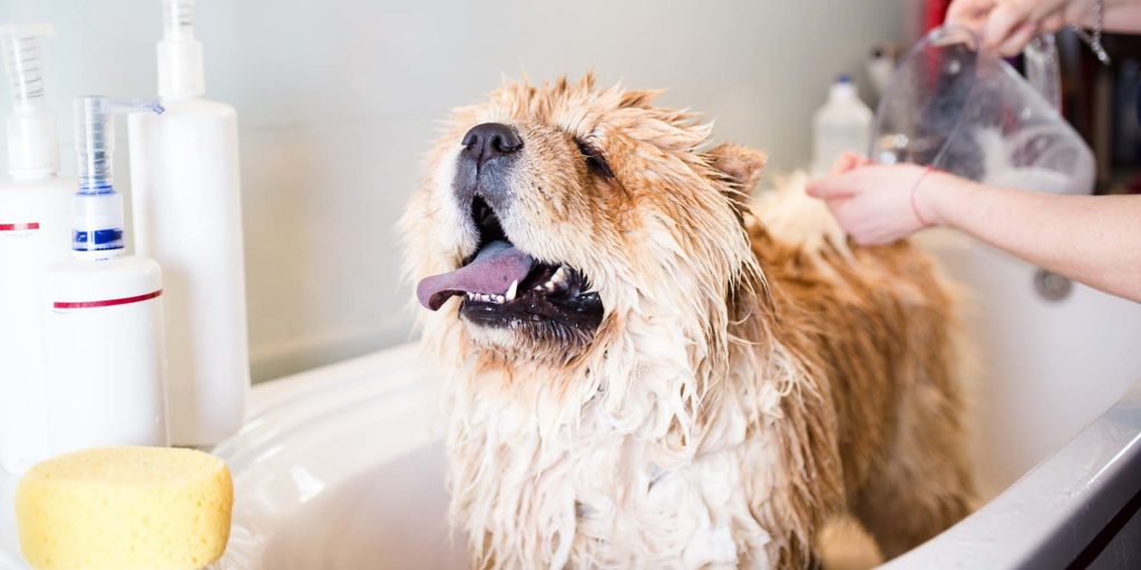 How to Groom a Dog: The Largest FREE Course for Beginners