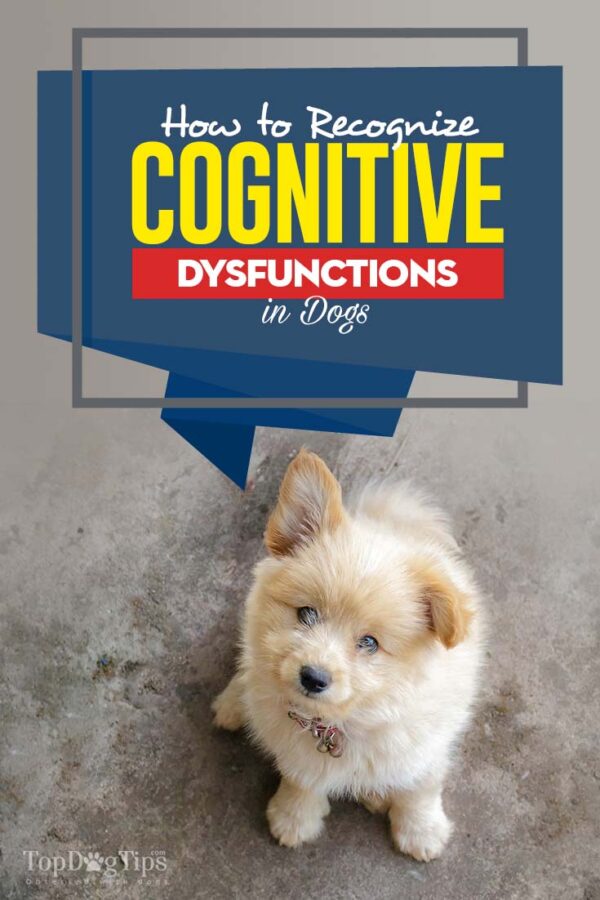 How to Recognize Cognitive Dysfunctions in Dogs (and what to do)