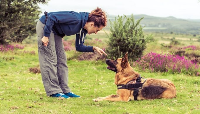 Dog Dominance Science: How You Can Use It to Train Multiple Dogs