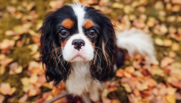 20 Most Feminine Dog Breeds for Women and Men