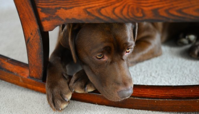 20 Signs a Dog is Stressed (Based on Science) – Top Dog Tips