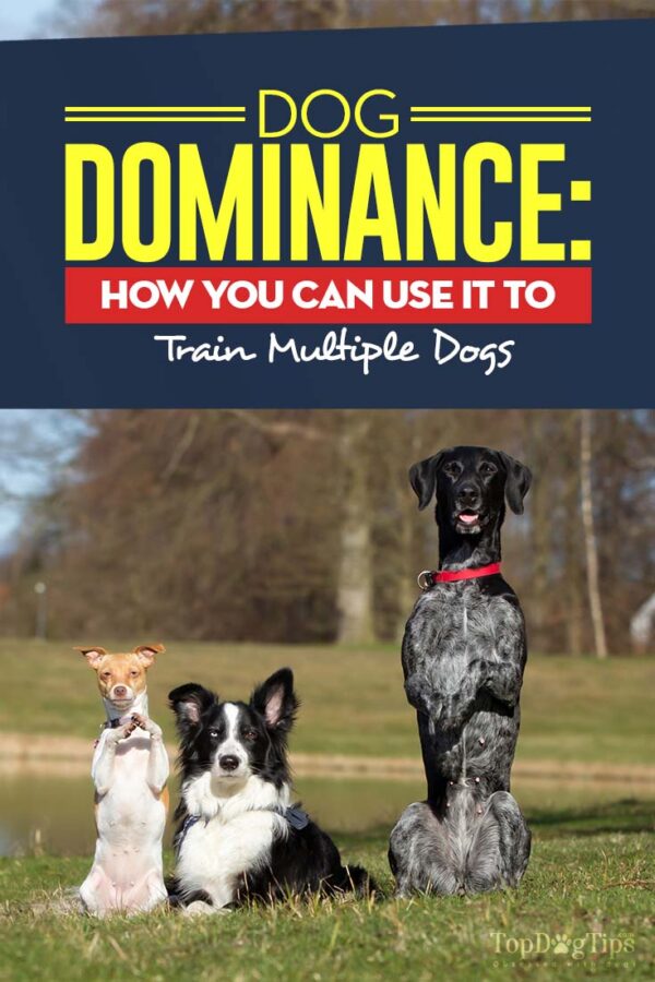 Dog Dominance Science: How You Can Use It to Train Multiple Dogs