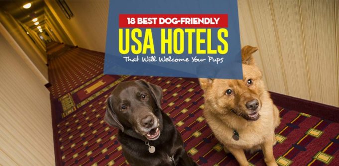18 Best Dog-Friendly USA Hotels That Will Welcome Your Pups (2020)