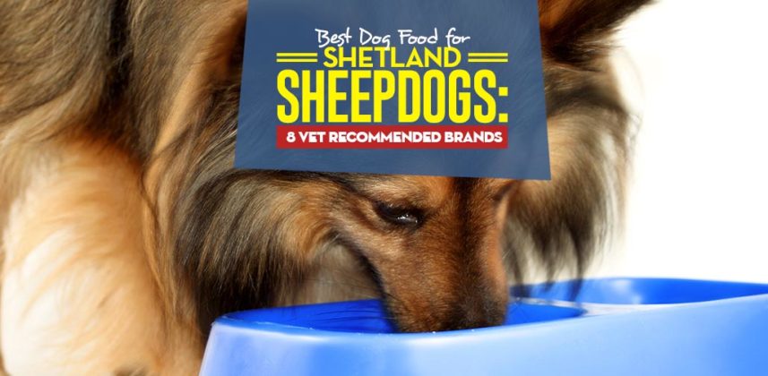 Best Dog Food for Shetland Sheepdogs: (Vet Recommended Brands)