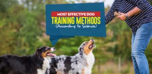 Most Effective Dog Training Methods (According to Science)