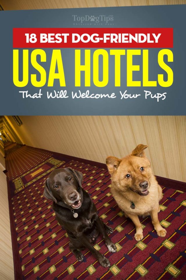 18 Best Dog-Friendly USA Hotels That Will Welcome Your Pups (2020)
