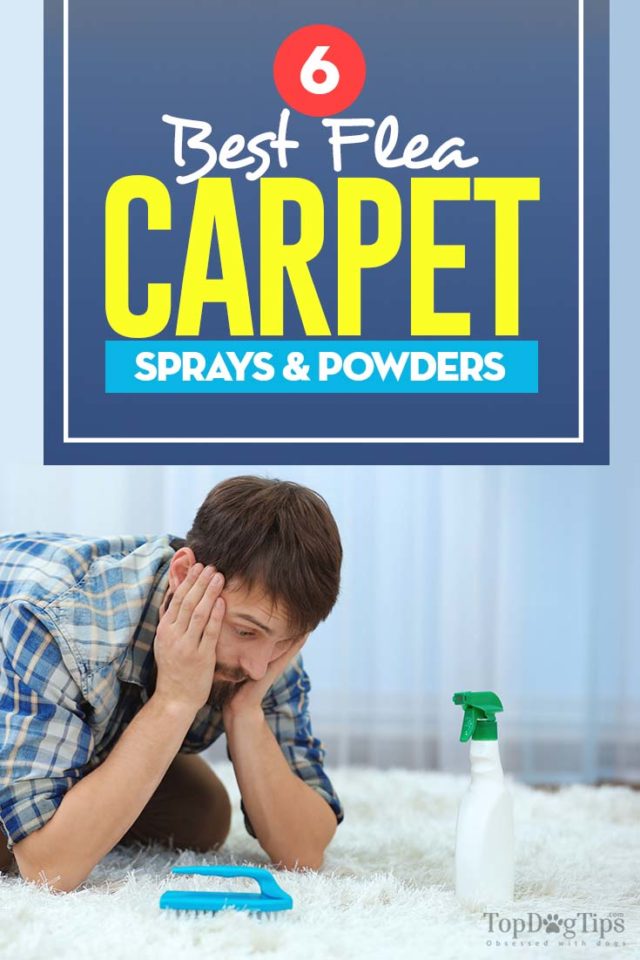 The Best Flea Carpet Spray & Flea Powders