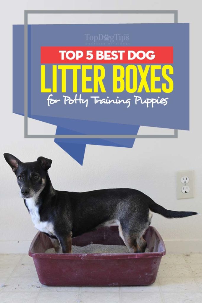 5 Best Dog Litter Boxes in 2020 (Grass Potty Training Toilets)