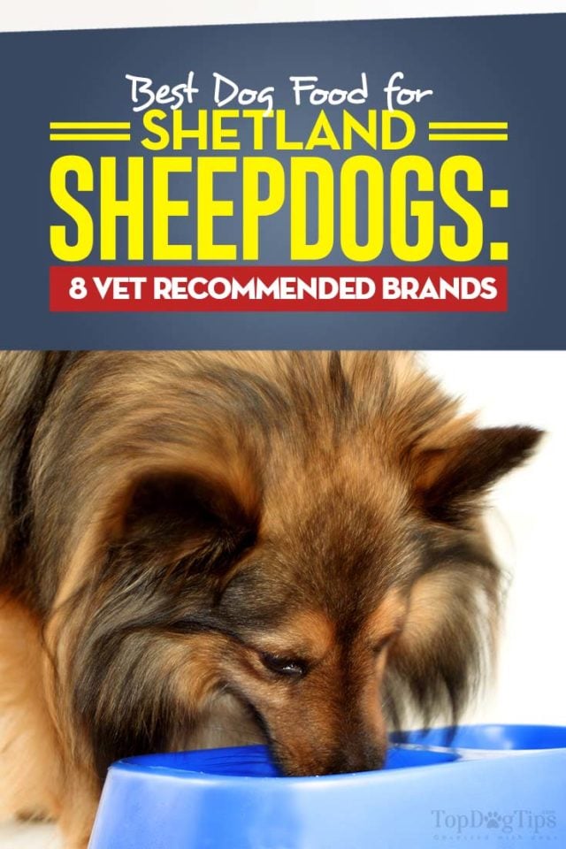 Best Dog Food for Shetland Sheepdogs: (Vet Recommended Brands)