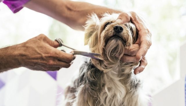 20 Best Dog Grooming Books for Beginners and Professionals (2018)