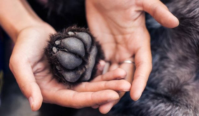 Dog Paw Care: 7 Ways to Keep Your Dog's Paw Pads Healthy and Safe
