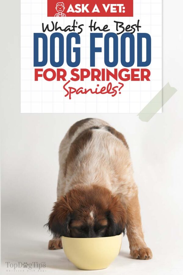 Best Dog Food for Springer Spaniels: 9 Vet-Recommended Brands