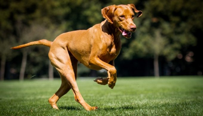 Best Dog Breeds for Hot Weather: 17 Heat-Tolerant Dogs