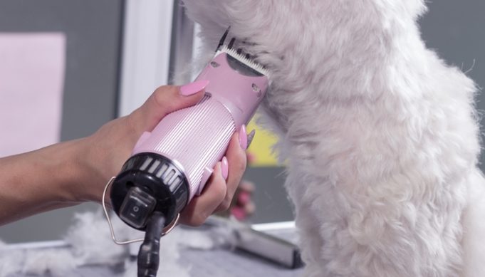 8 Tips on Buying and Safely Using Dog Hair Clippers