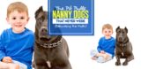 Are Pit Bulls Nanny Dogs? Debunking the Nanny Dog Myth
