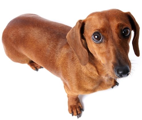 Dog Facial Expressions & Body Language, Explained by Science