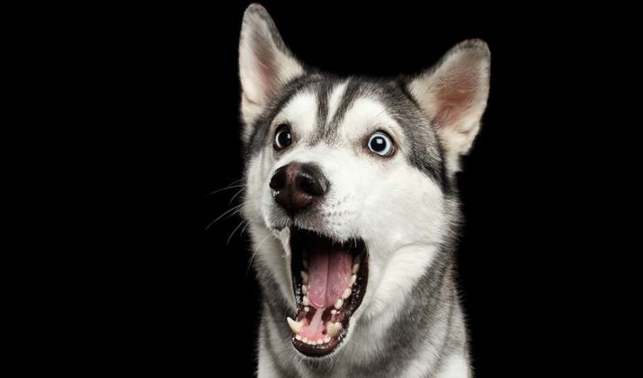 Dog Facial Expressions & Body Language, Explained by Science