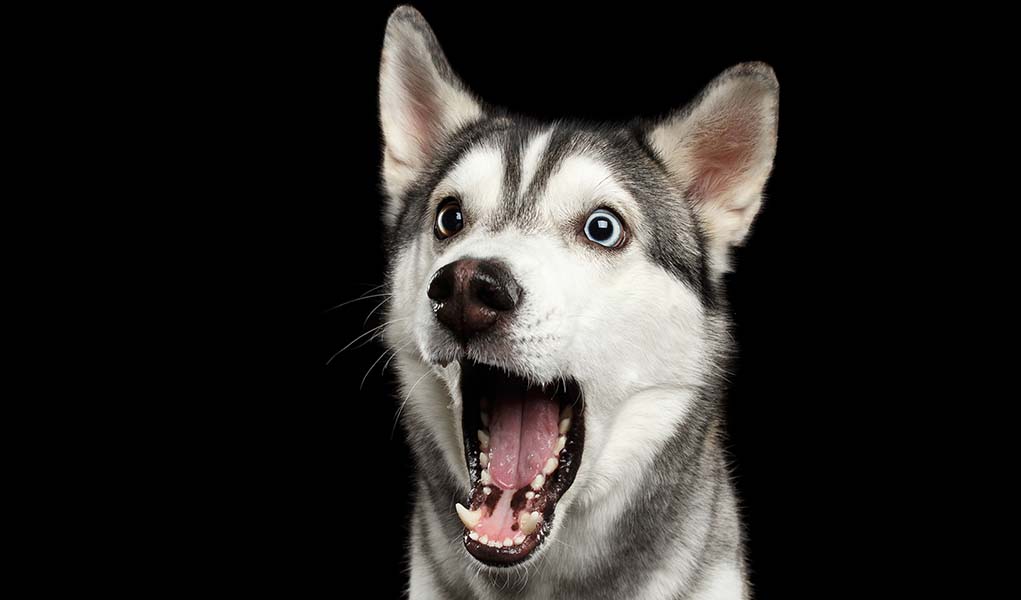 Dog Facial Expressions Body Language Explained By Science Dog Facial Expressions Body Language Explained By Science
