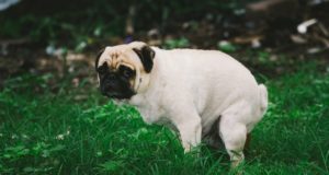 Dog Has Diarrhea? 9 Ways to Prevent and Treat It